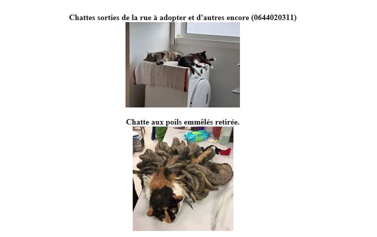 Le Journal de l'Association - AFDA